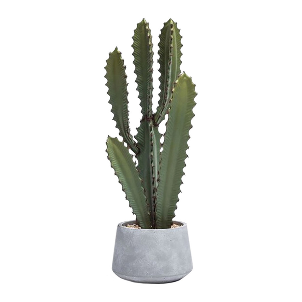 CACTUS "SAWTOOTH" 6"X18"H Torre & Tagus | Tanguay